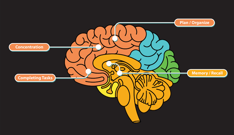 How Grief Affects Your Brain Bio One Of Sarasota